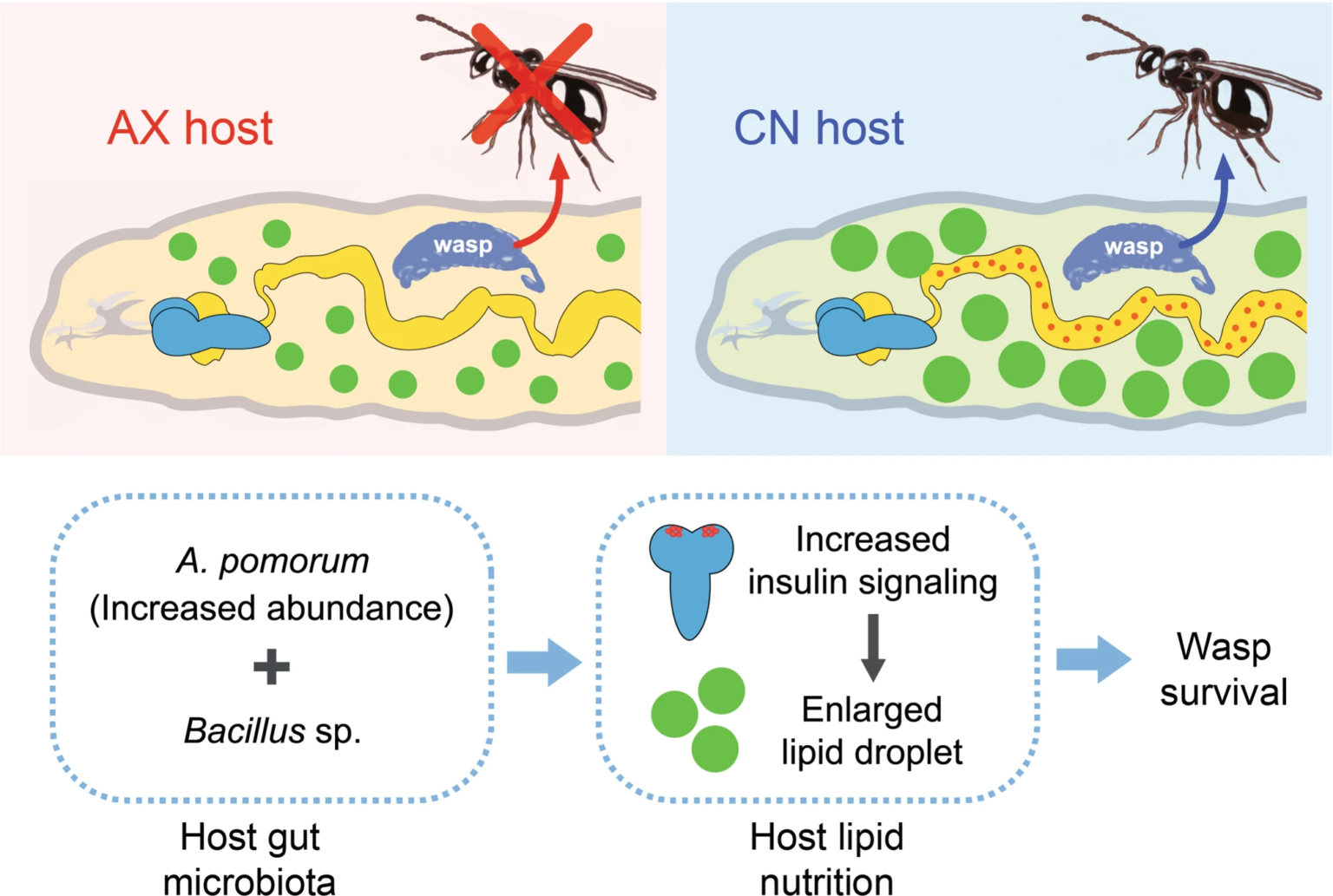 Parasite reliance on its host gut microbiota for nutrition and survival ...