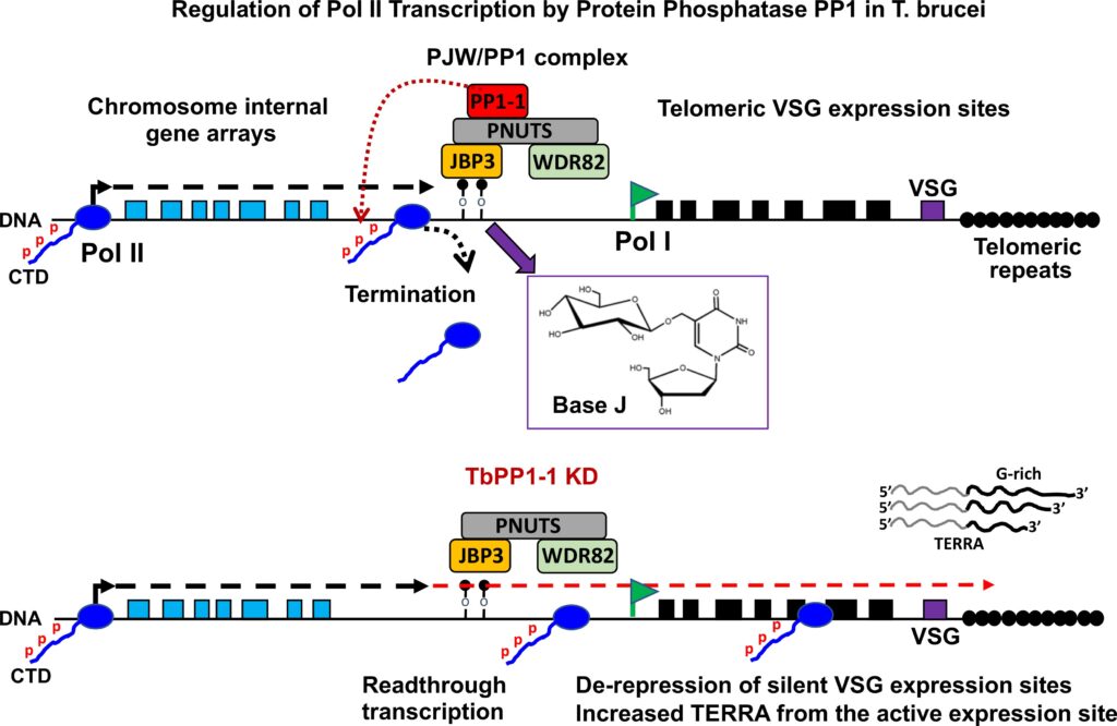 Protein phosphatase PP1 regulation of RNA polymerase II transcription ...